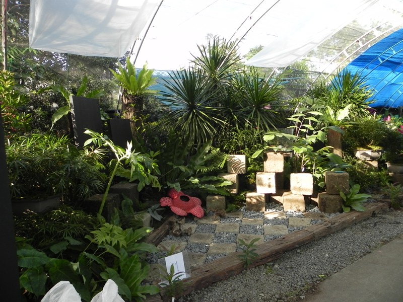 OUR PHILIPPINE TREES: And They Said You Can't Landscape with Philippine ...