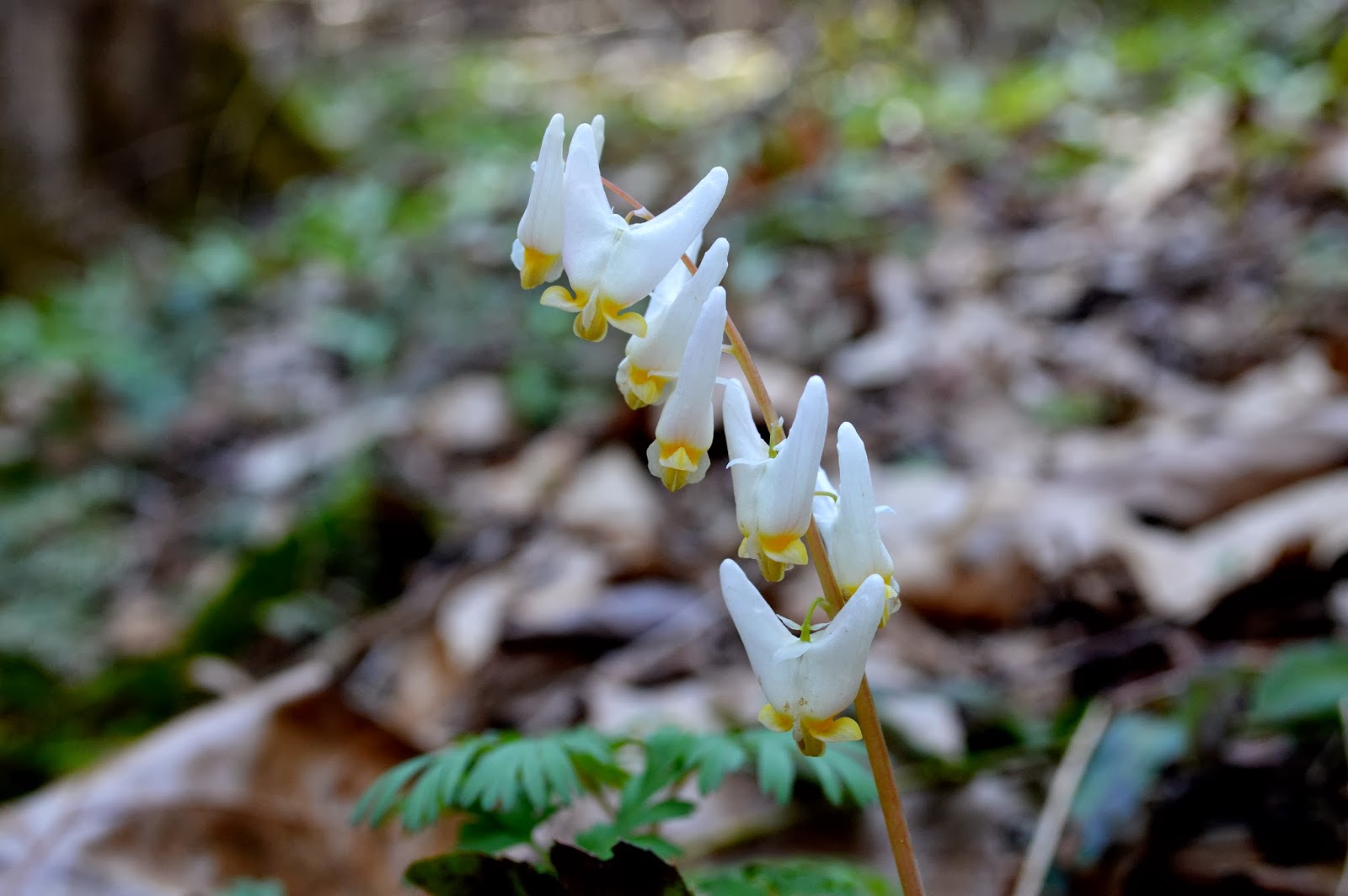 Nature of New York: Spring Ephemeral Wildflowers of Dutchess and Putnam ...