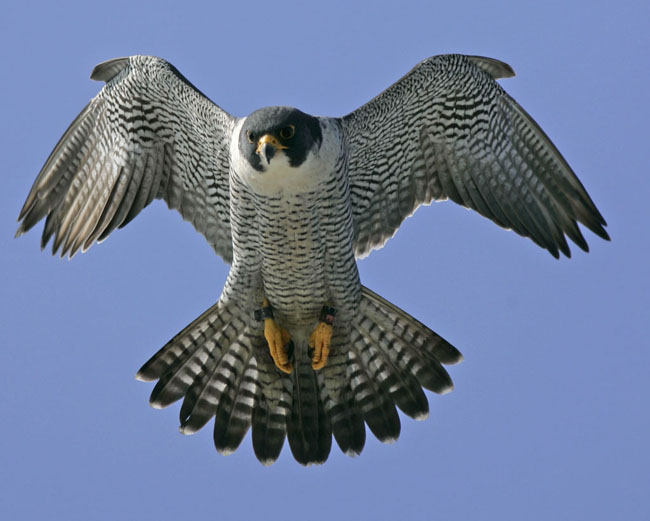 Animal News of the World: Peregrine Falcon nest: LIVE!