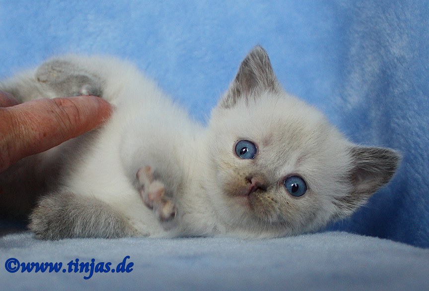 Britisch Kurzhaar (BKH) Kitten und Britisch Langhaar Katzenbabys: BKH ...