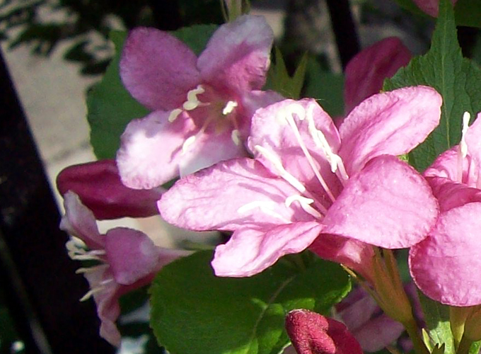 Hortus Italicus: Weigela florida 'Pink Princess'