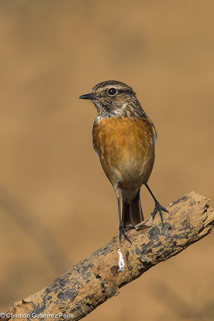 TARABILLA COMUN - Saxiola Torquata | Observatorio de la Naturaleza