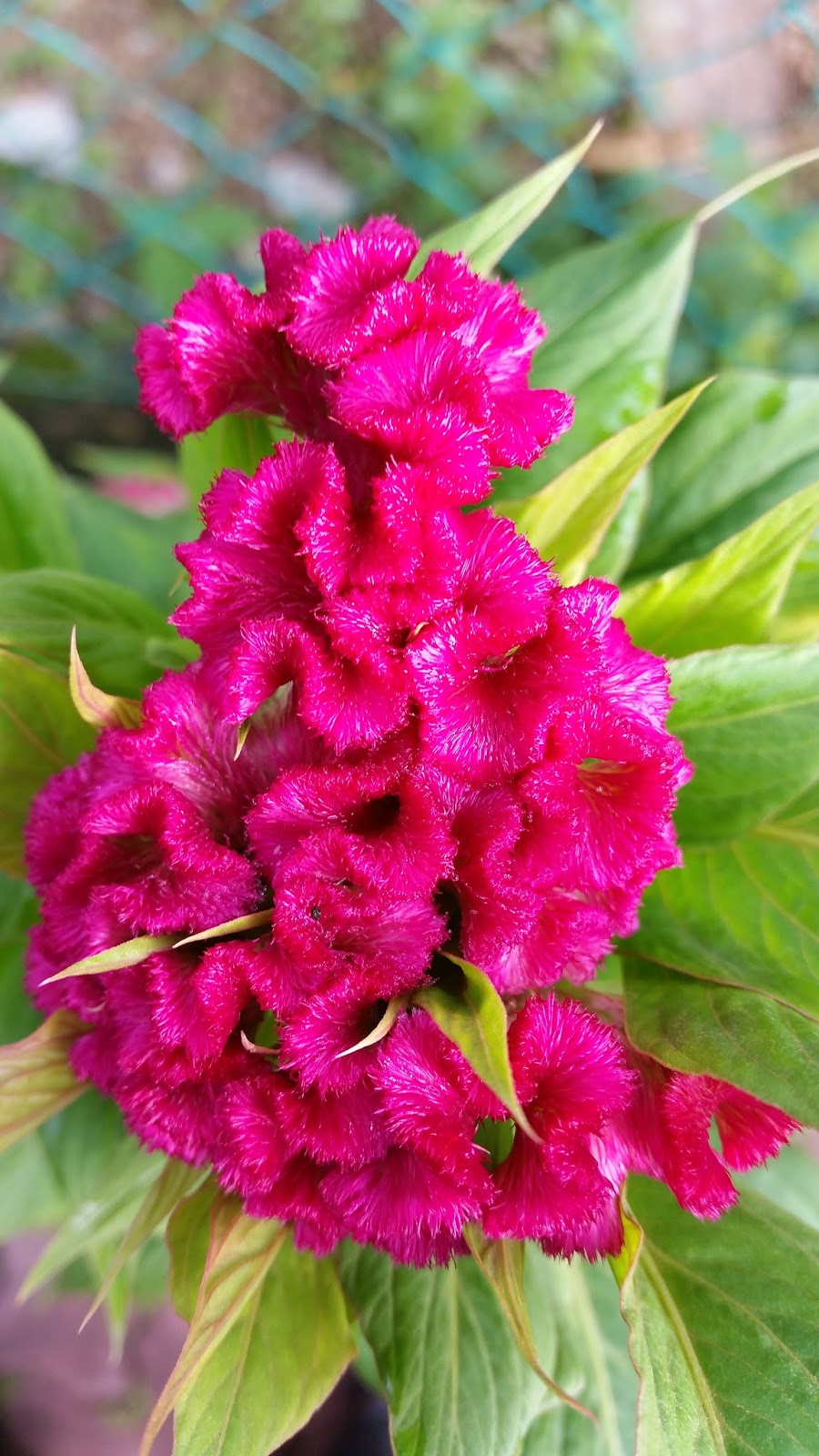 Warisan Petani: Pokok Bunga Balung Ayam