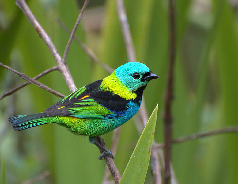 Green-headed Tanager