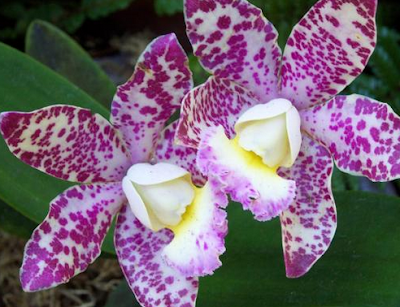 Macam- Macam Anggrek Berdasarkan Tipe Pertumbuhan dan Cara Hidupnya ...