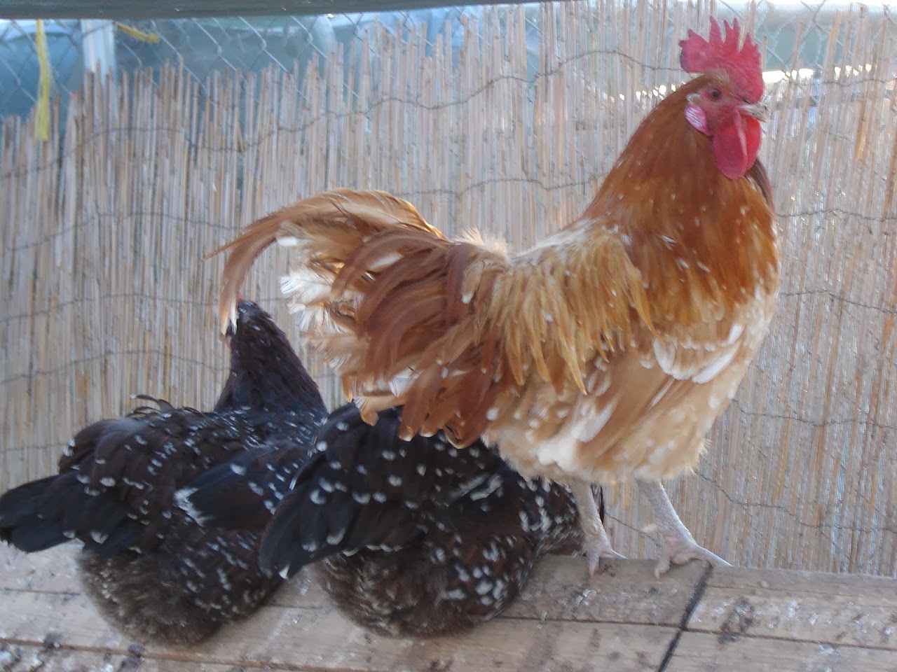 Aloha Chickens: November 2013