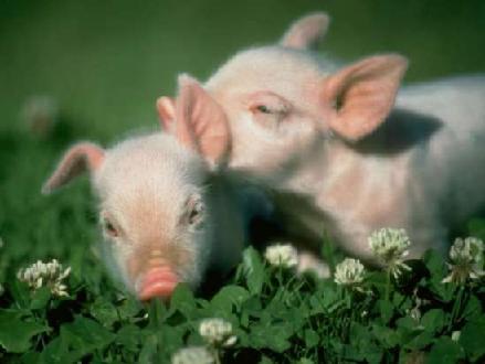 Cerdos bebés tiernos - Imagui