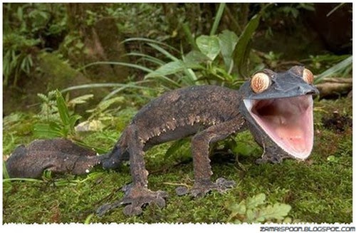 Keunikan Cicak Tokek Daun Setan Punyai Wajah Ngeri. - Gaban Comel