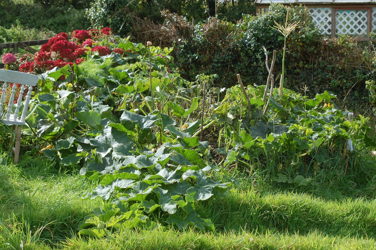 Daisy in the Garden: Gete-okosomin Squash 19th September update