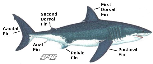 Rumbo a la profundidad: Tiburones: aletas y propulsión