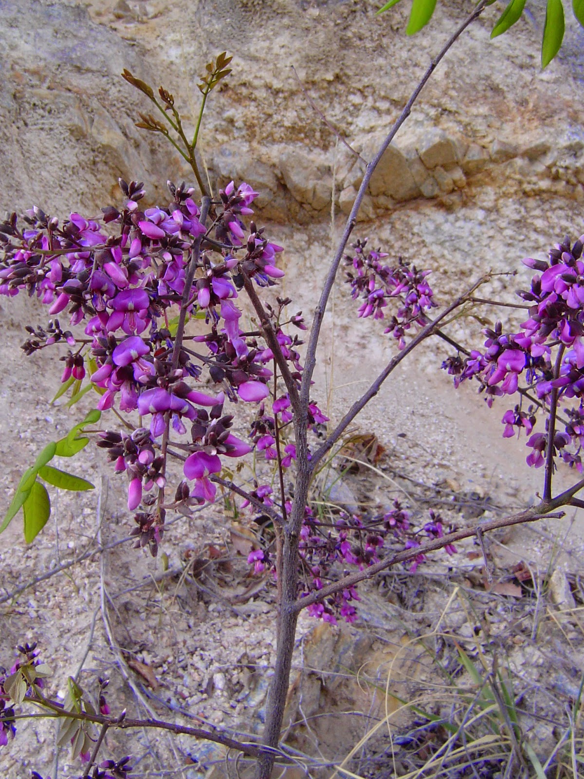 Fabaceae - Leguminosae no Brasil: Fabaceae - Dahlstedtia araripensis ...