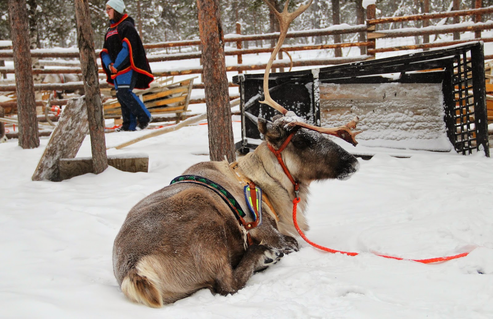 Jamie: Reindeer Sleigh Ride in the Woods