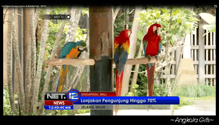 Animation Wallpaper: Animasi Taman Burung Bali - Gif
