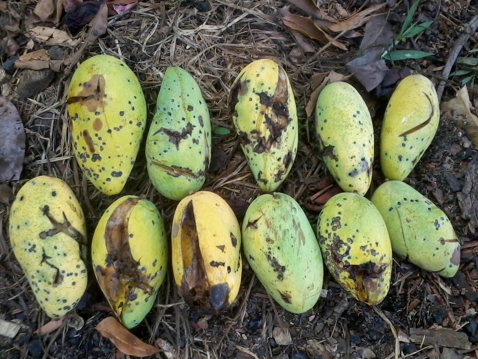 Sustainable Development: Kurikong Mangga or Cecid Fly, Huge Crop Losses