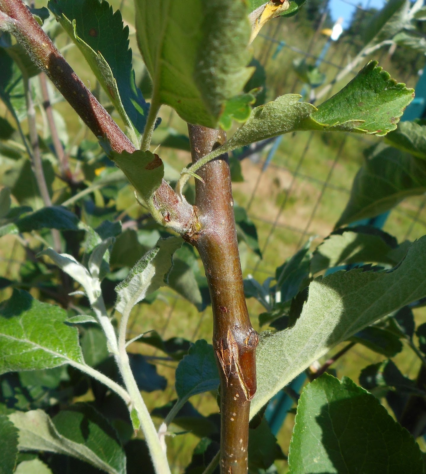 Growing Greener in the Pacific Northwest: Whip and Tongue Grafts ...