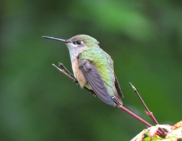 Study: Female Calliope Hummingbird in Umpqua – Matt Hunter