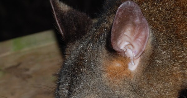 Possum TV: Toe-biting Possums