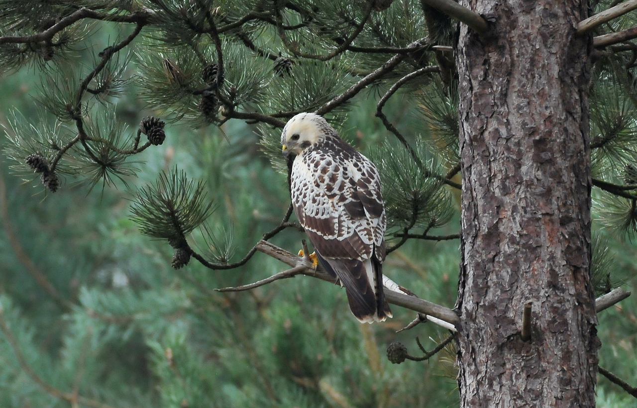 Jozef van der Heijden - Natuurfotografie: Jonge half witte Buizerd