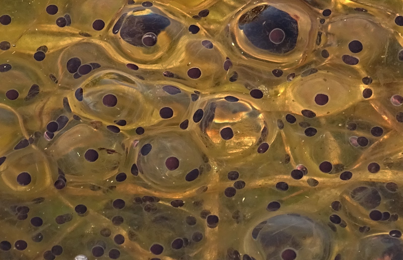 Bartje Struun: Kleine watersalamander in het kikkerdril.