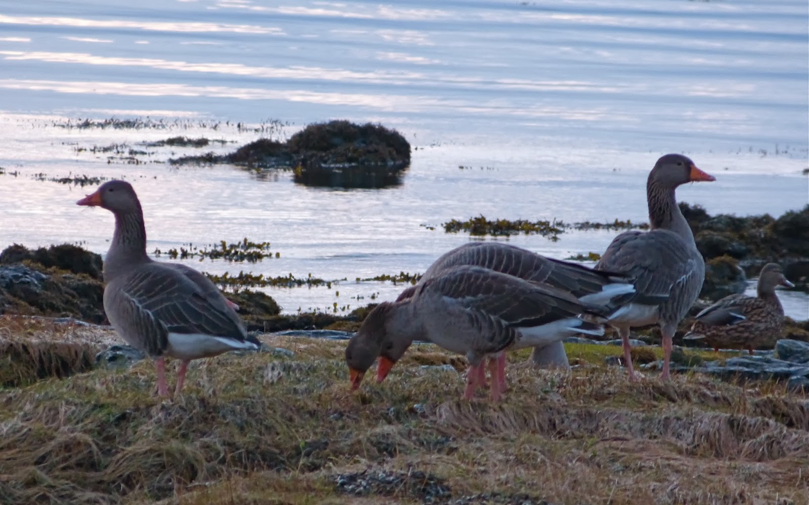 A Kilchoan Diary: Greylag Geese