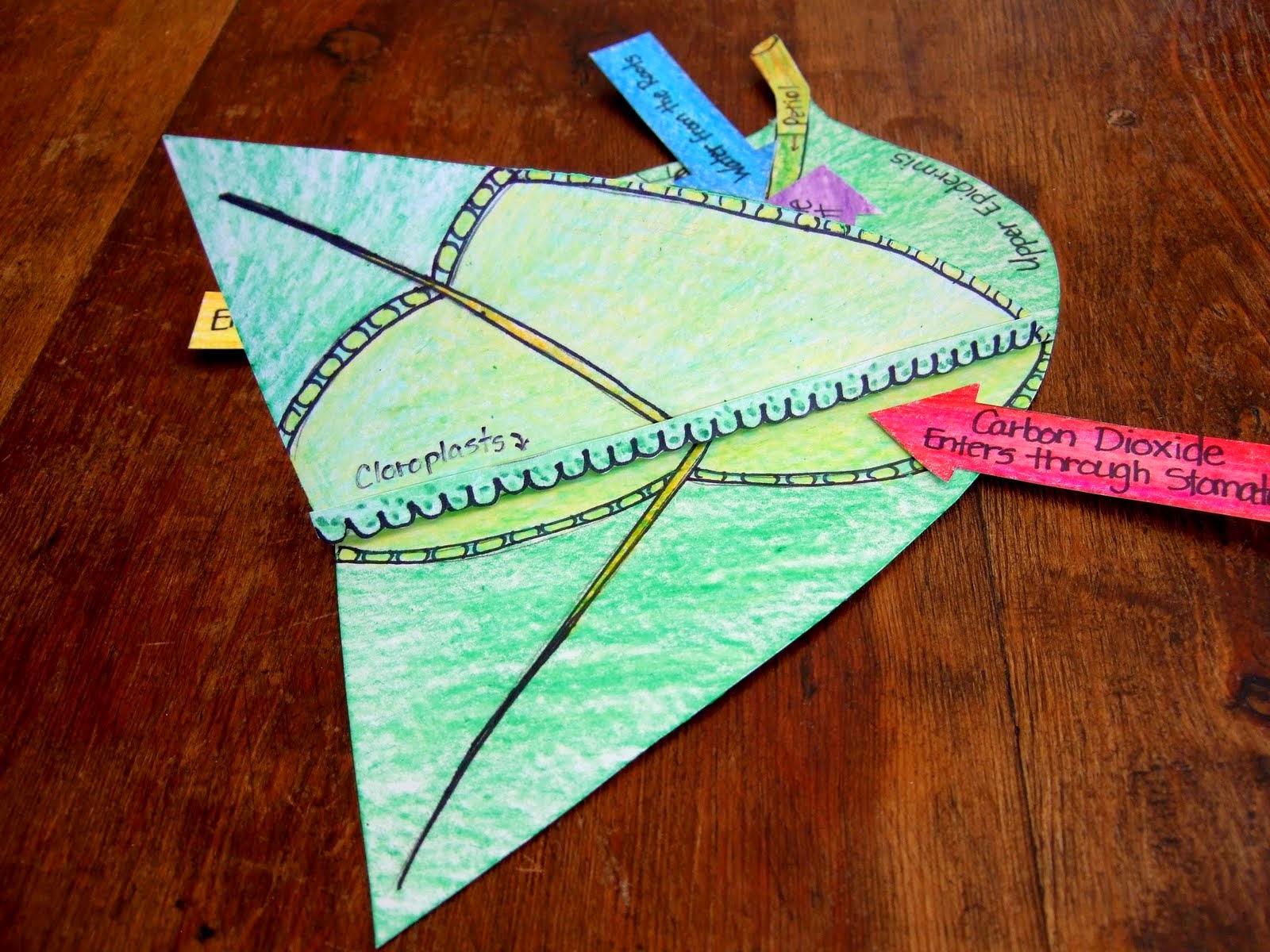 the rainbow fish: PHOTOSYNTHESIS CRAFT