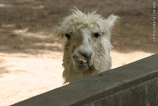 Funny Llama pictures for widescreen - Funny Pictures - Cool Pictures