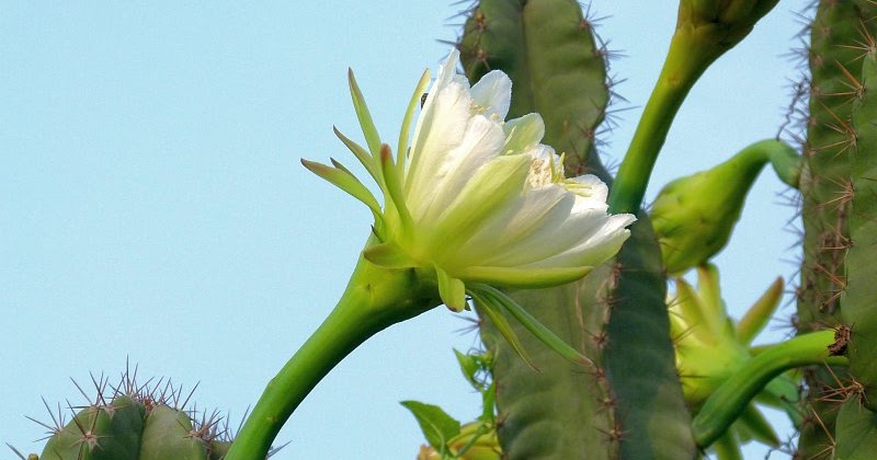 Selenicereus testudo care and culture | Travaldo's blog