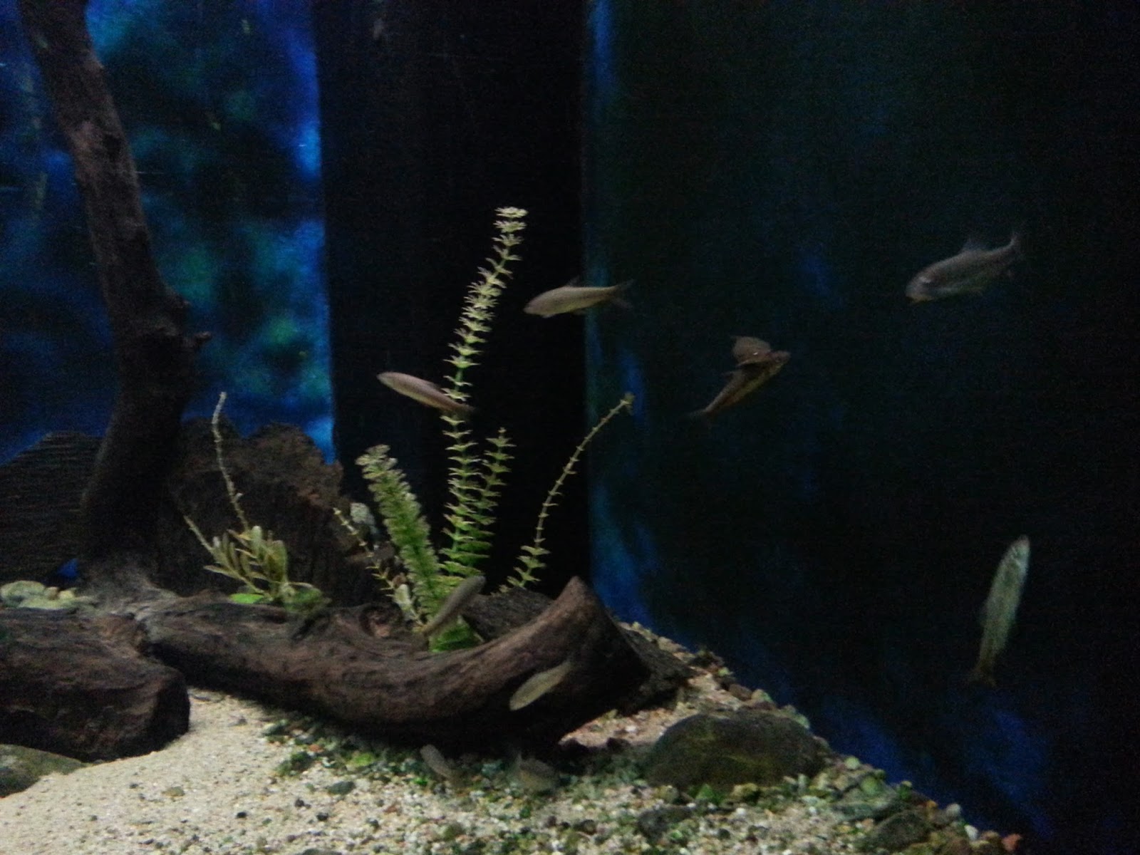 El Mundo Acuático by Osete: Visita Estación de Ecología Acuática