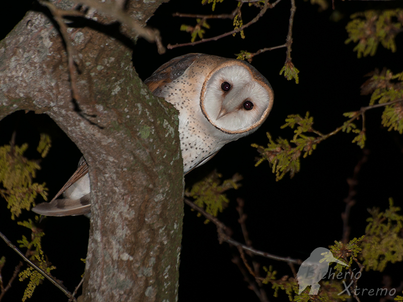 Bicherío Xtremo: Lechuza colateral...
