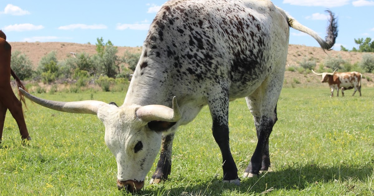 The Gardner Cattle co: 2015 Heifers