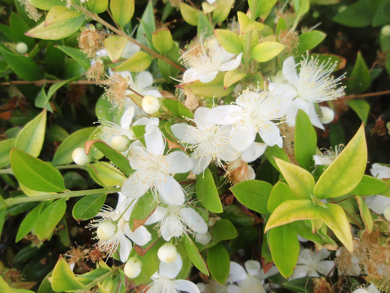 HERBARIO VIRTUAL DE BANYERES DE MARIOLA Y ALICANTE: Myrtus communis ...