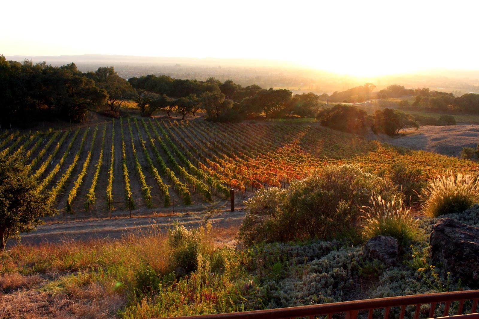 Paradise Ridge Winery, Santa Rosa Ca