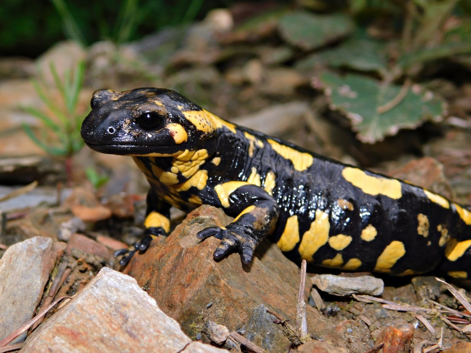 Sargantanes i Dragons: Salamandra salamandra - Salamandra comuna