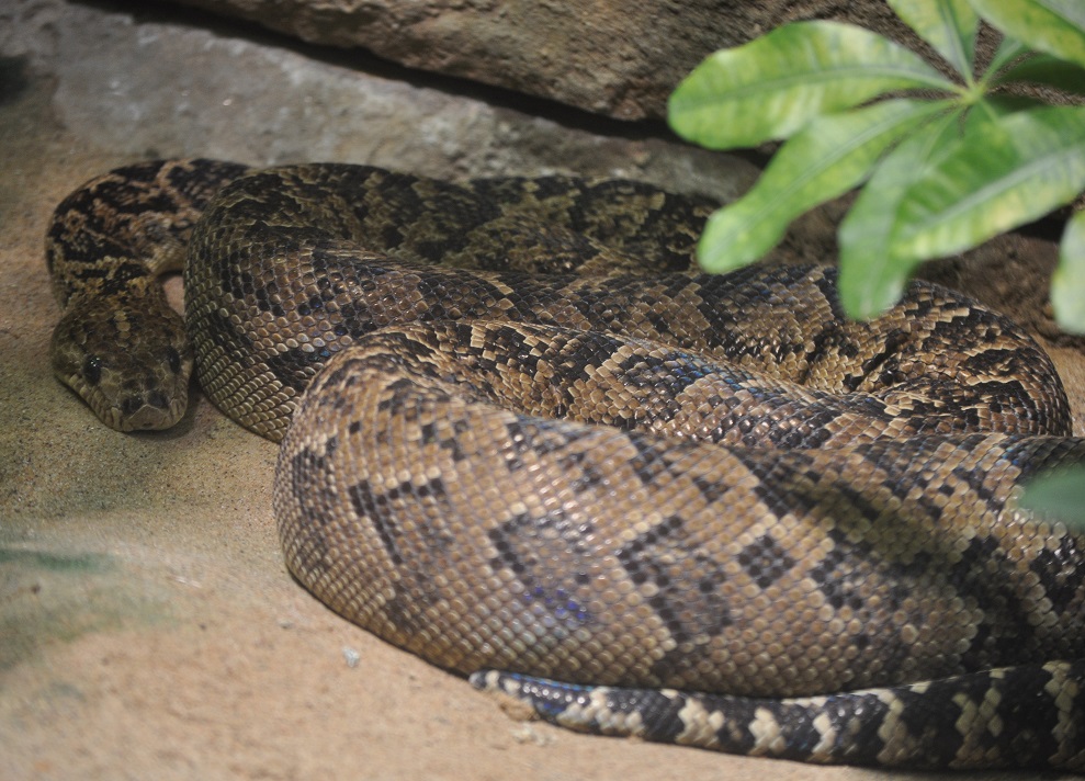 ZOOTOGRAFIANDO (6.100 ANIMALS): BOA DE CUBA / CUBAN TREE BOA ...