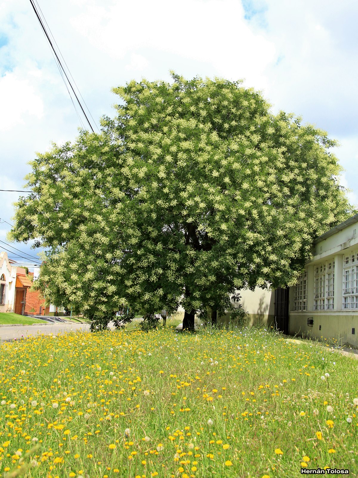 Flora Bonaerense: Sófora (Styphnolobium japonicum)