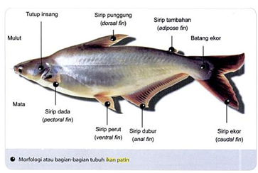 Morfologi dan Anatomi Ikan Patin - Jenis Tanaman Hidroponik