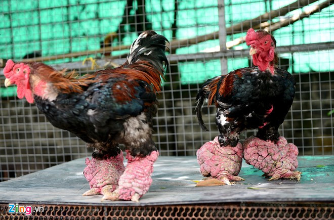 Con gà đông tảo bán ở đâu giá bao nhiêu? | Con bán ở đâu giá ...