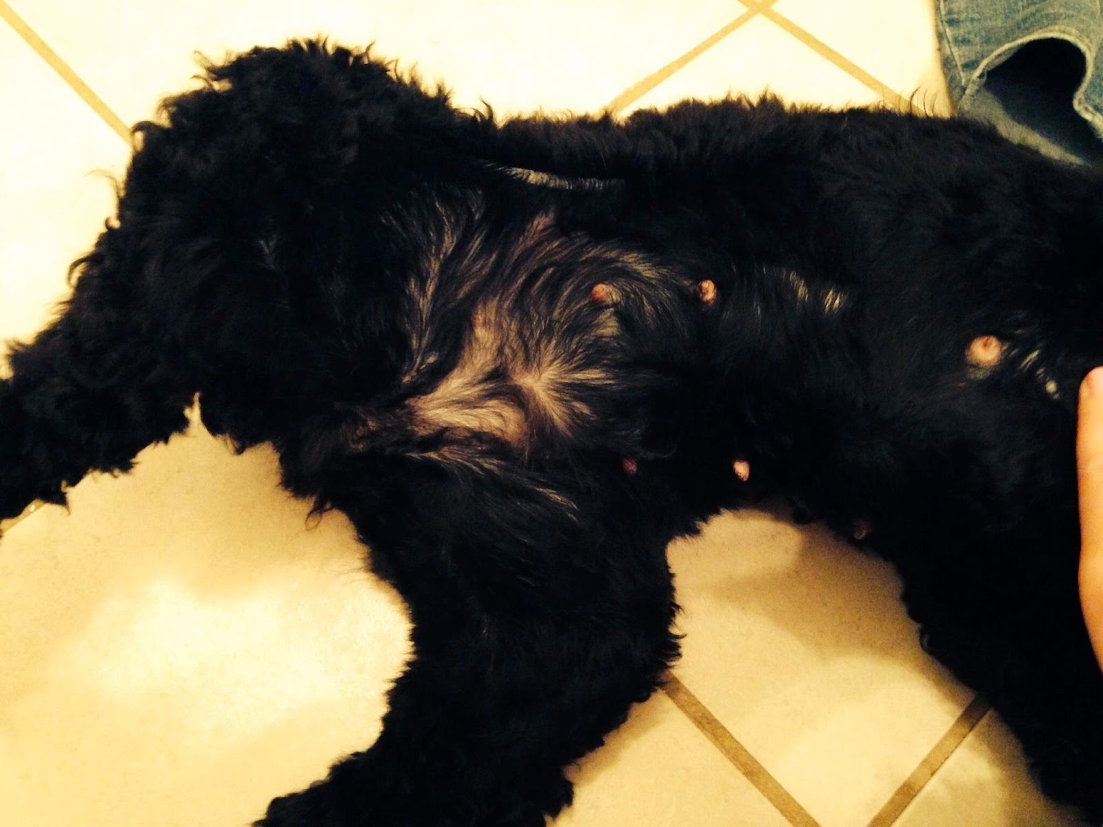 Scarlett the cockapoo's first pregnancy