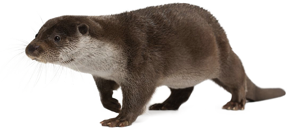 le blaireau et la loutre les cabinets de curiosité