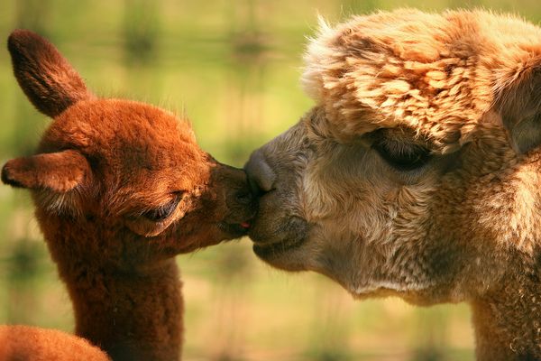 Animal pictures: 17 Adorable pictures of animals kissing | Amazing ...