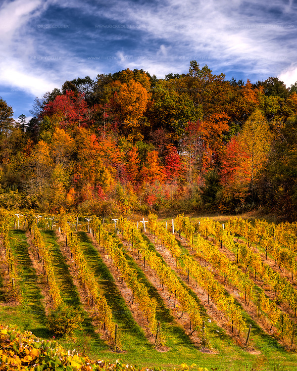 Critter Sitter's Blog: Fall Foliage in Virginia - Photos
