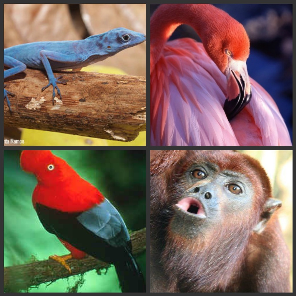 FAUNA EN COLOMBIA: FAUNA EN COLOMBIA