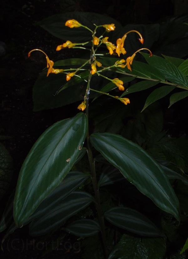 Hort Log: Variegated Globba pendula