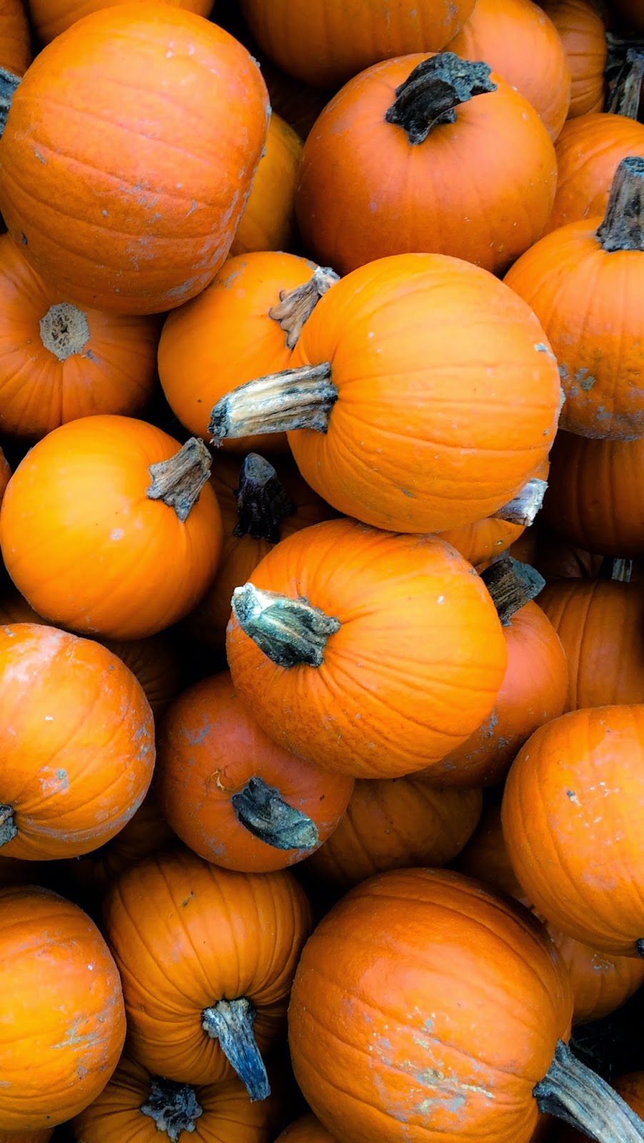 Pumpkin Time Part 2: The Search for Pumpkin Pie