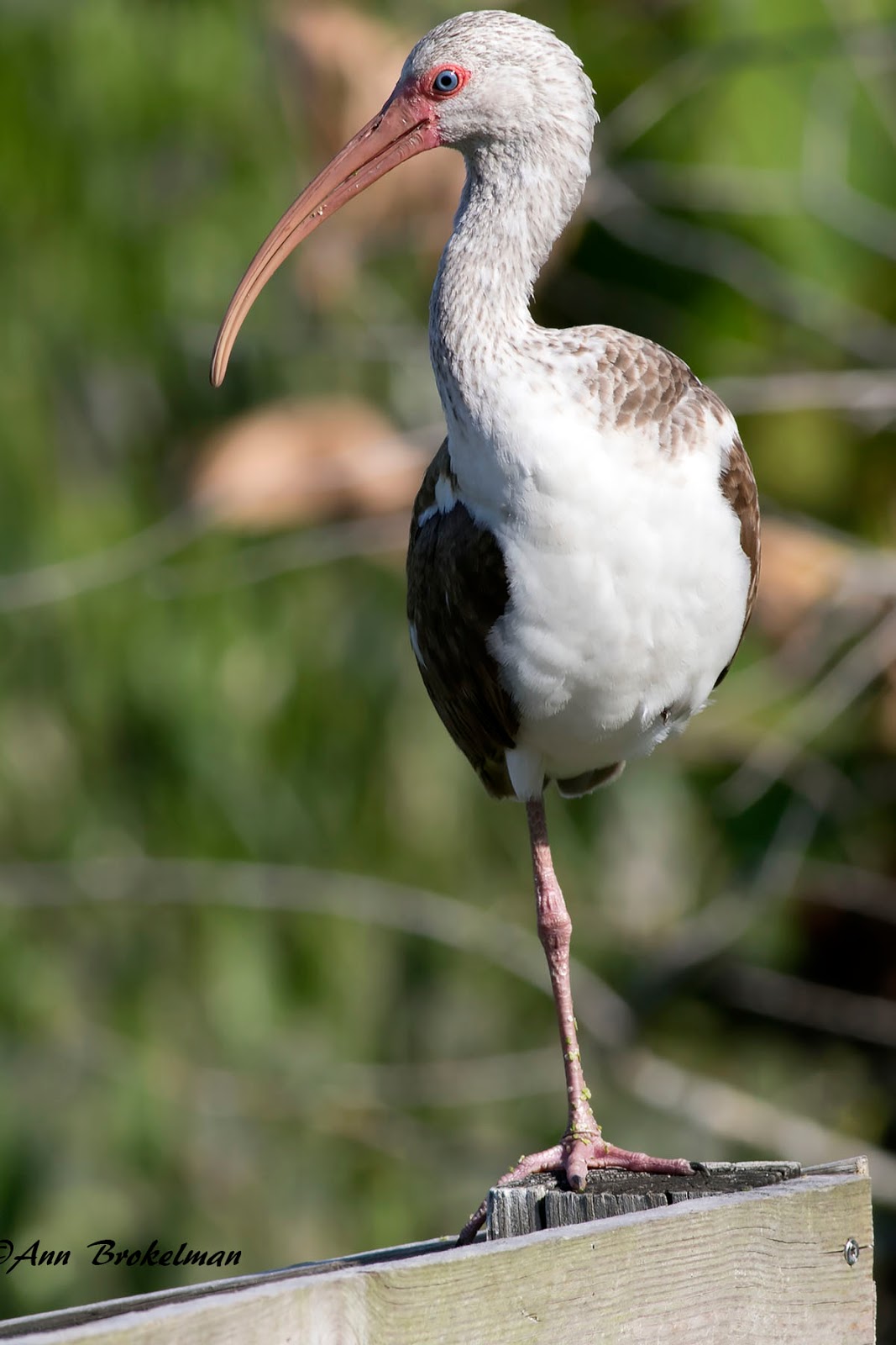 Ann Brokelman Photography: White Ibis juvenile at Florida