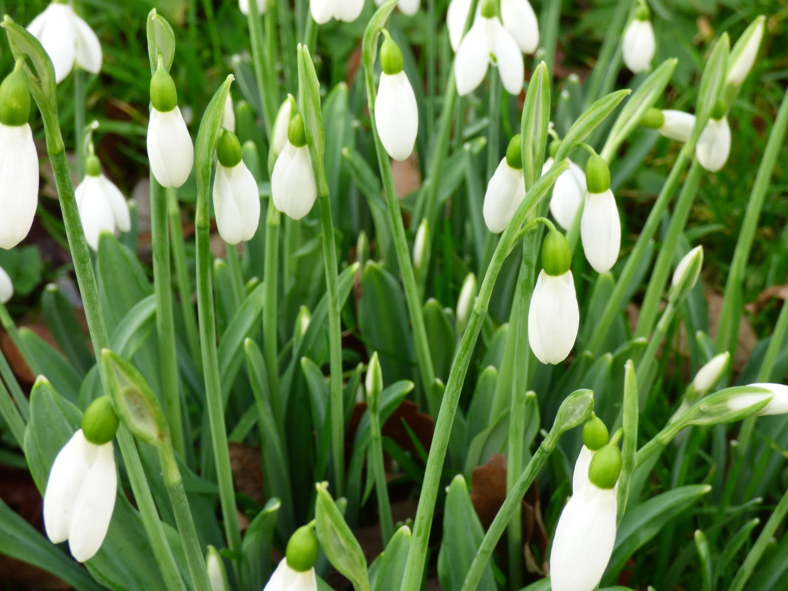 My Quiet Life in Suffolk: Galanthus......
