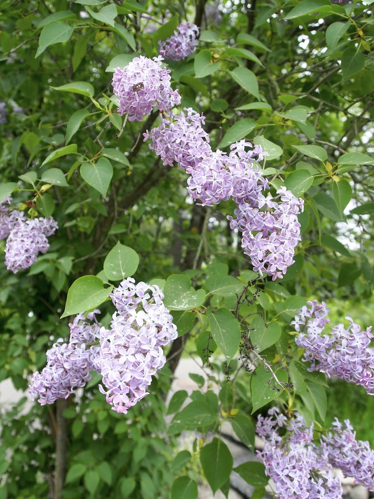 Vaahtokarkkia ja Salmiakkia: Syreenipensas