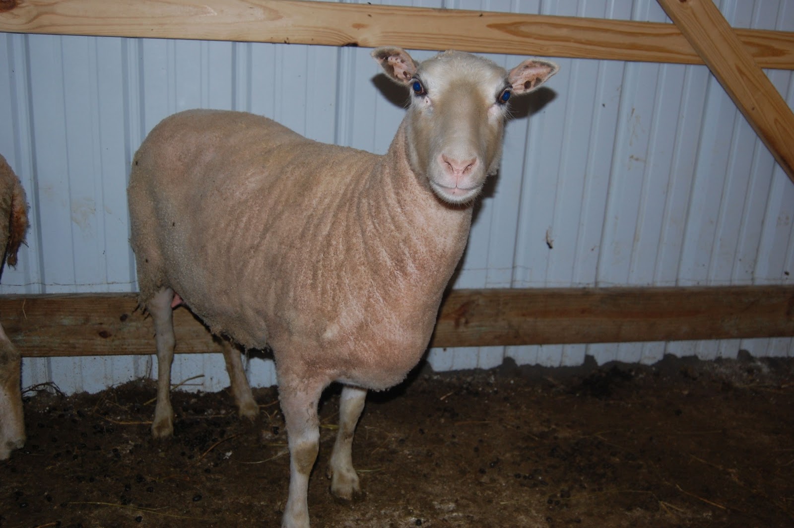 Little Hills Sheep Ranch: New Finnish Landrace sheep!!