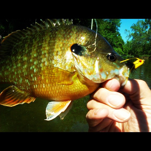 BUGGIN' OUT.: Betts Poppers, Boogle Bugs, and quality fly fishing.