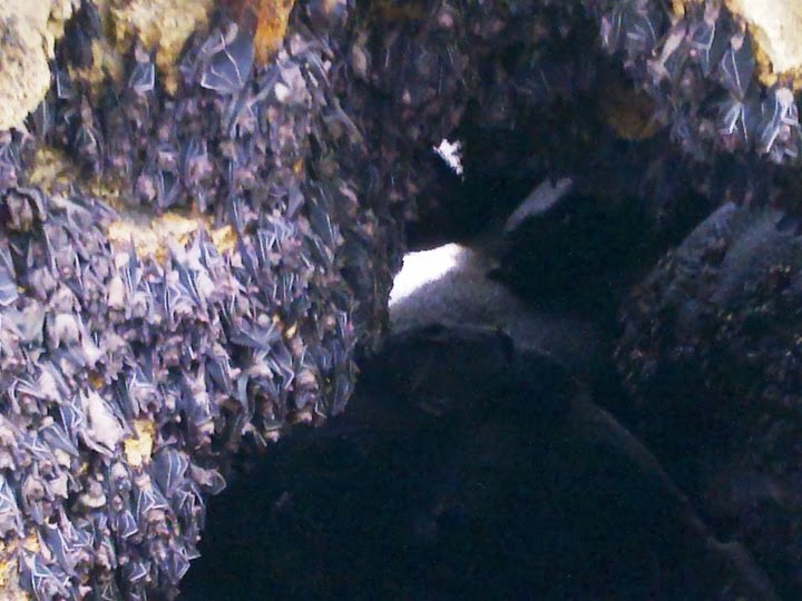 Monfort Bat Colony in Samal Island, a Guiness World Record Holder